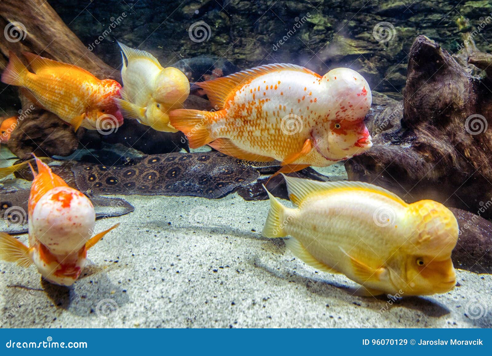 Fish with big head stock image. Image of marine, cichlid - 96070129