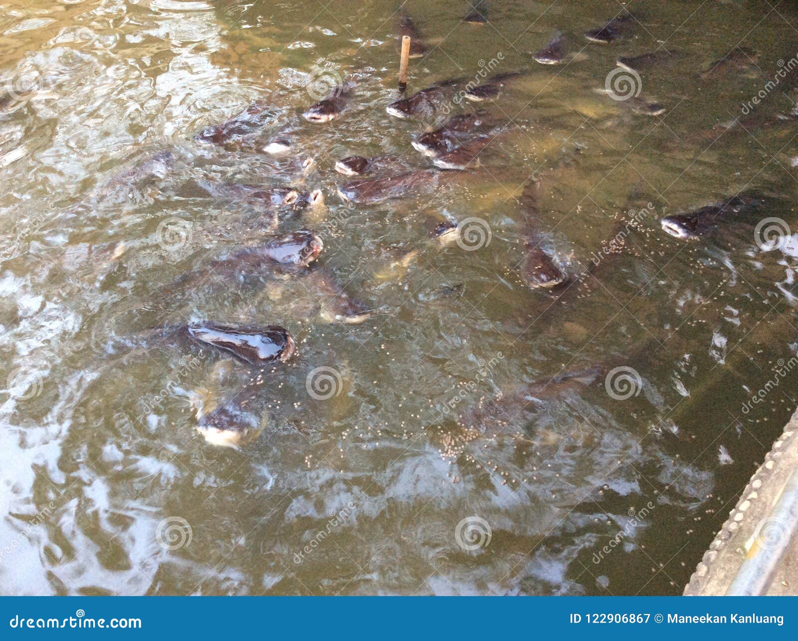 The big fish stock image. Image of northern, thailand - 122906867