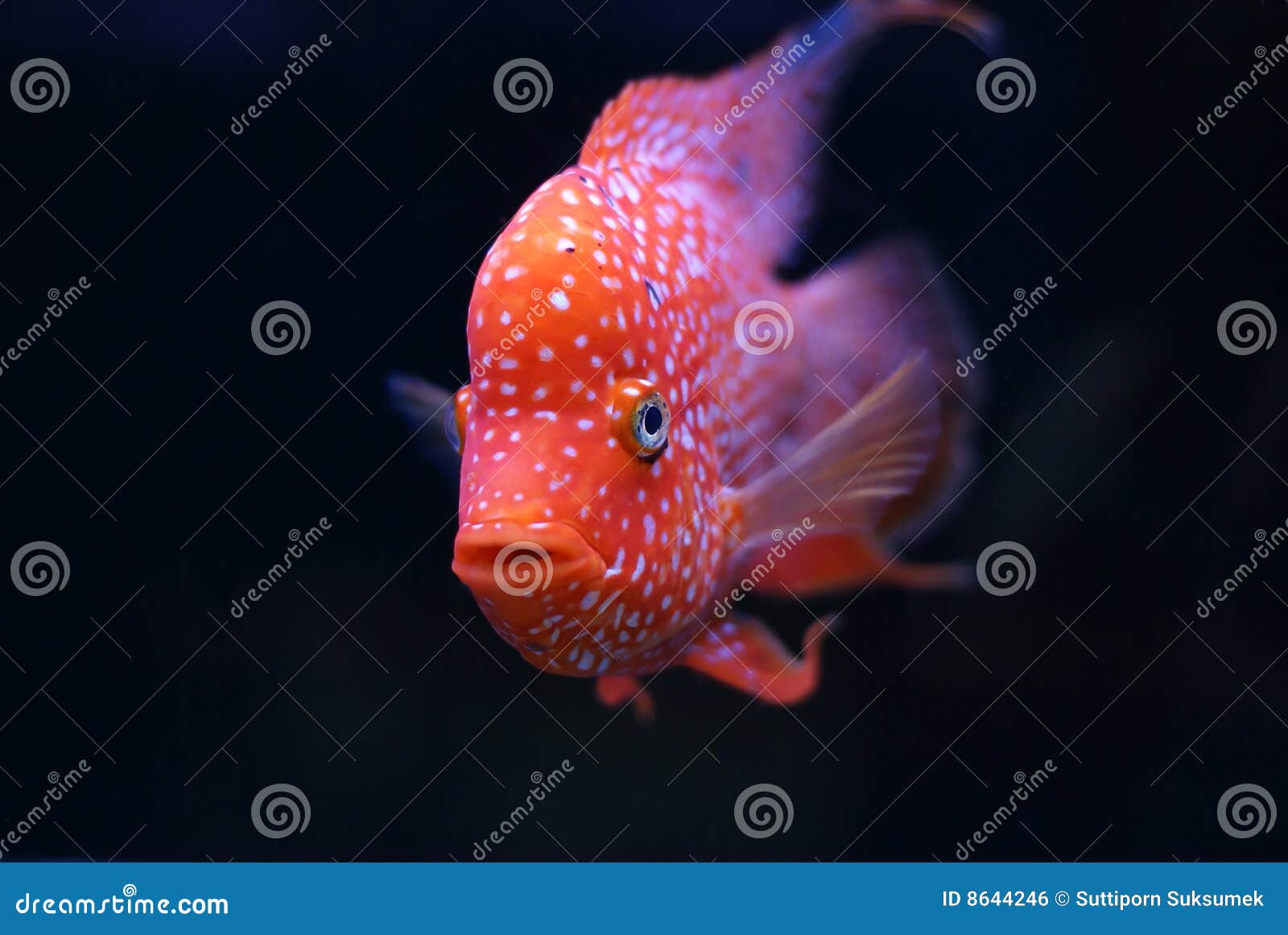 Fish on black background stock photo. Image of fancy, color - 8644246