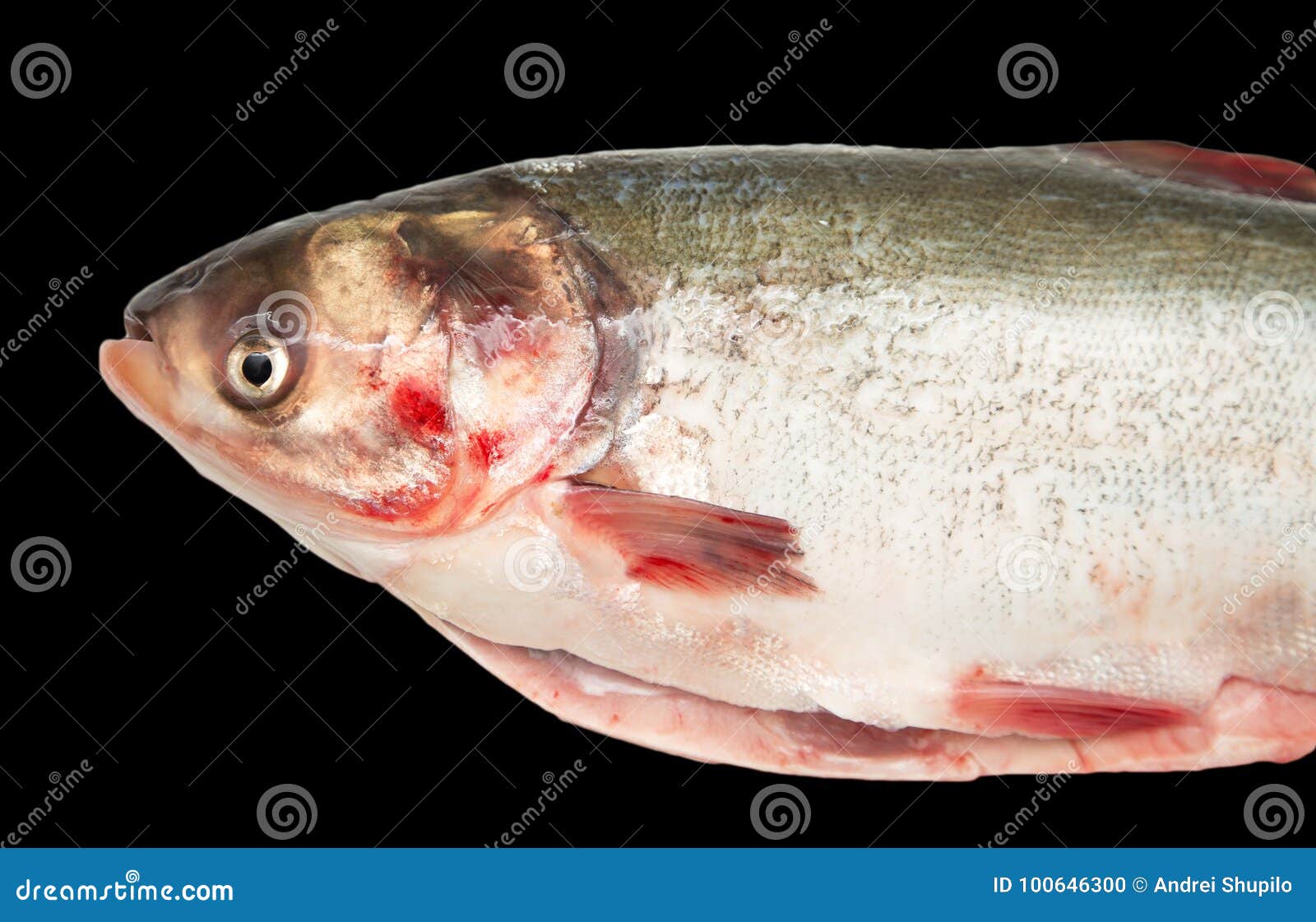 Fish on black background stock photo. Image of tooth - 100646300