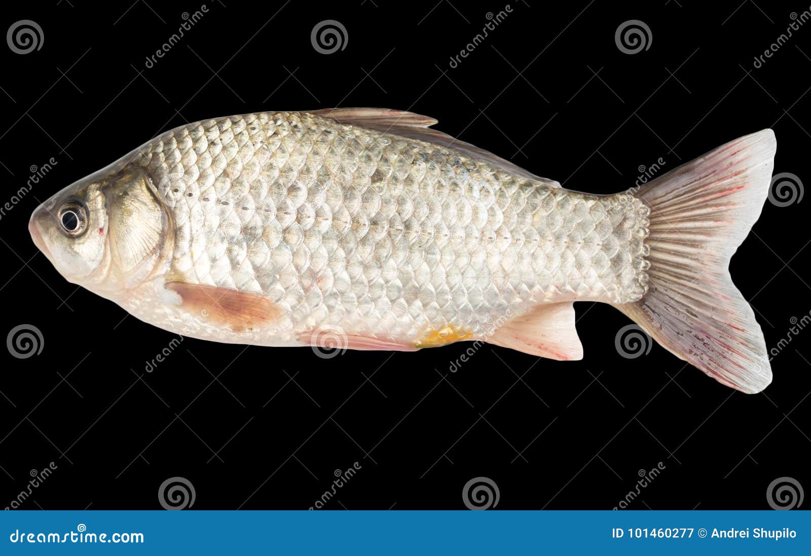 Fish on a black background stock image. Image of salmon - 101460277