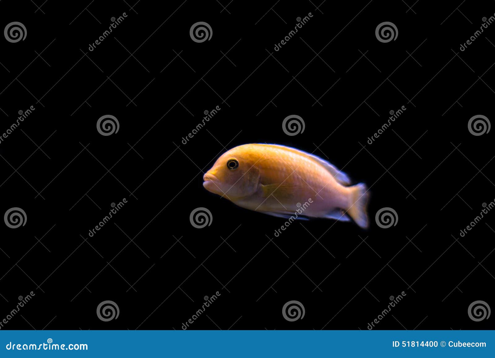 Fish on black background stock photo. Image of animal - 51814400