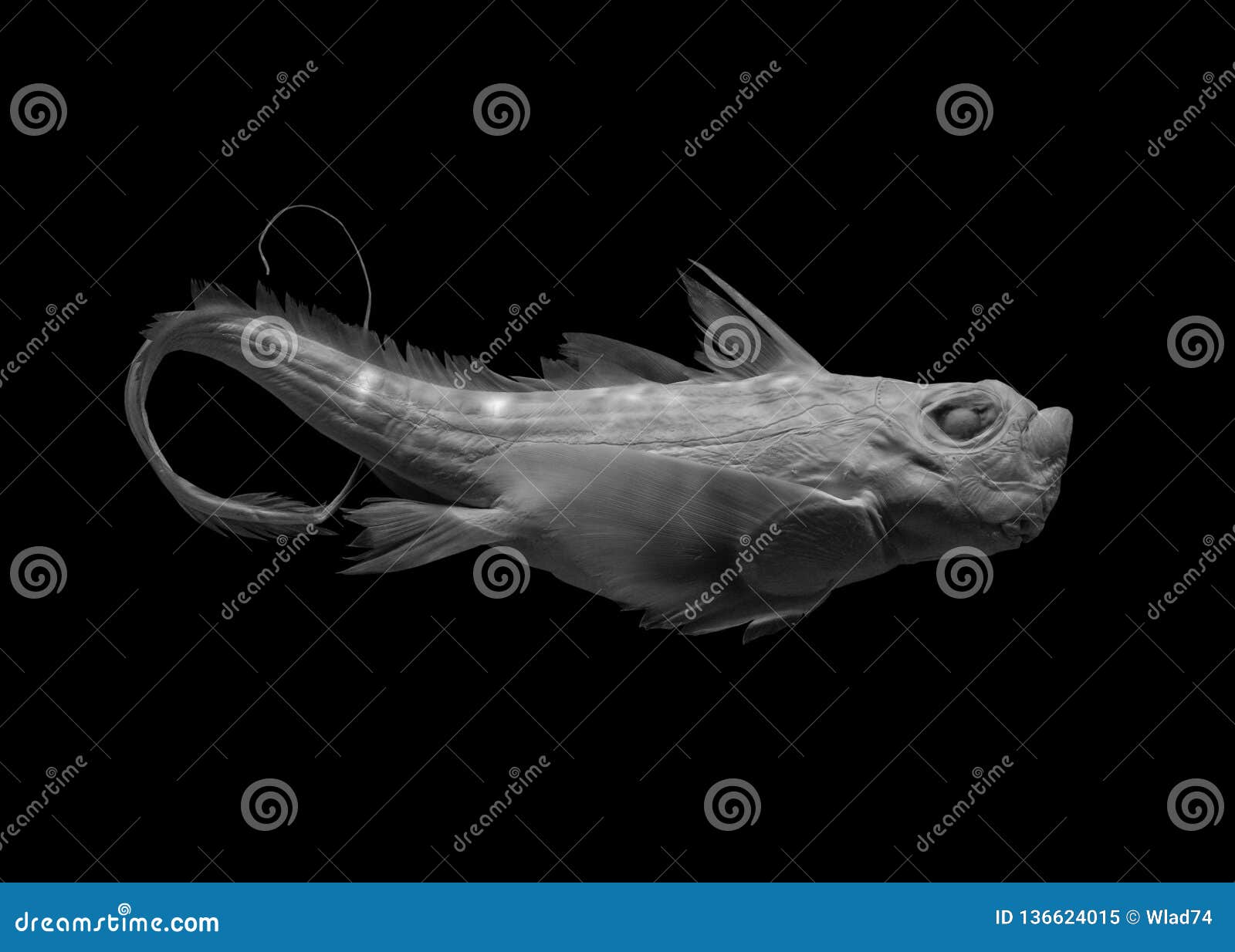 Fish on Black Background, Isolated Stock Image - Image of ocean, animal ...