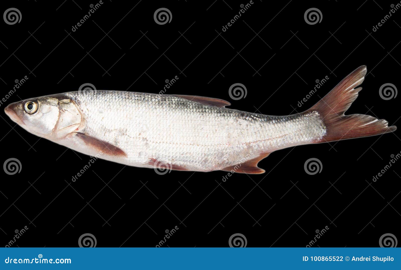 Fish on black background stock photo. Image of seafood - 100865522