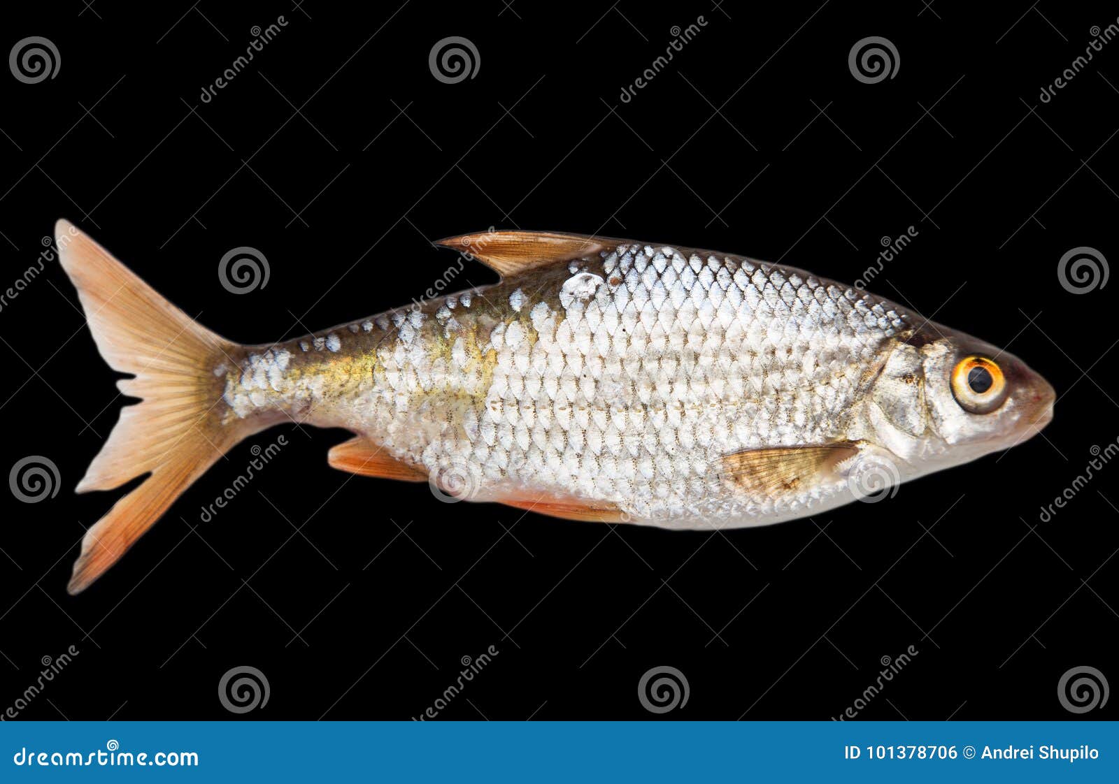 Fish on black background stock photo. Image of diet - 101378706