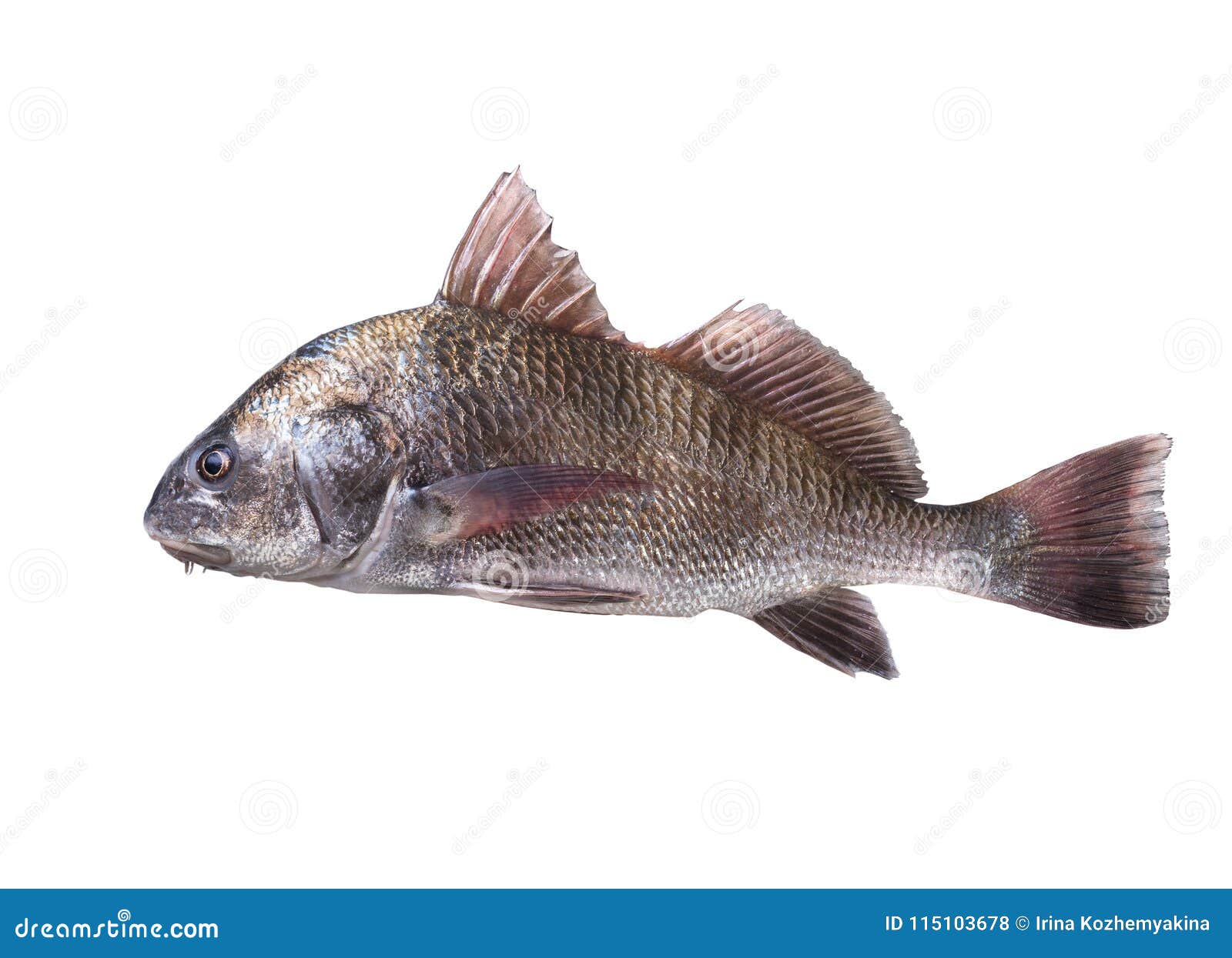 Fish Black Drum Pogonias Cromis. Isolated, White Background Stock Photo ...