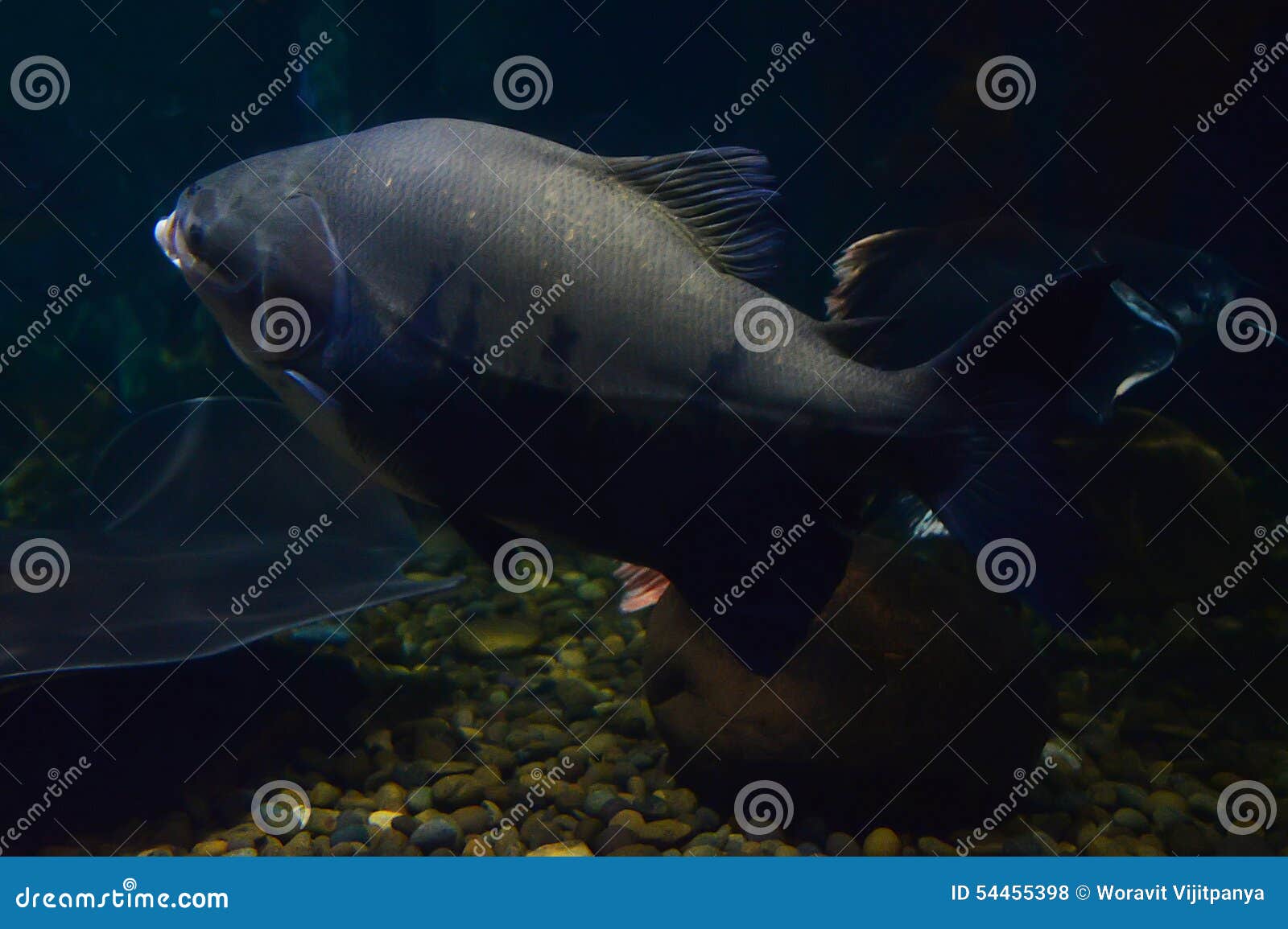 Fish black pacu stock photo. Image of aquarium, water - 54455398