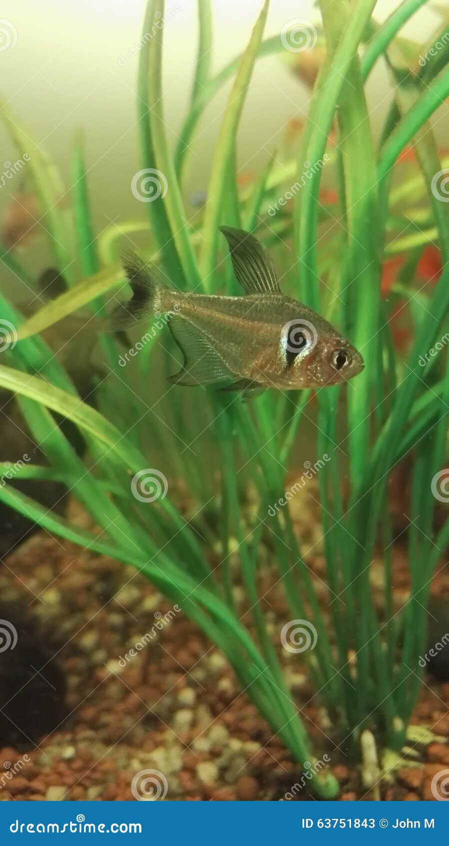 Fish stock image. Image of water, black, animal, fish - 63751843