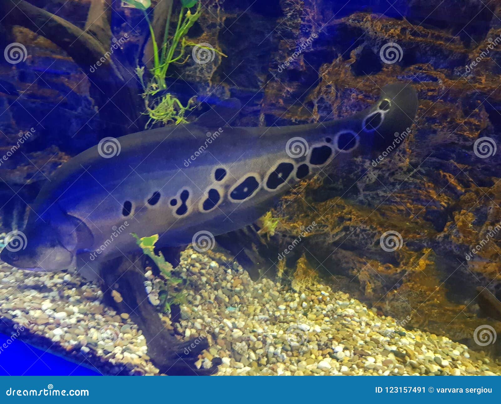 Fish blade stock image. Image of aquarium, water, fish - 123157491