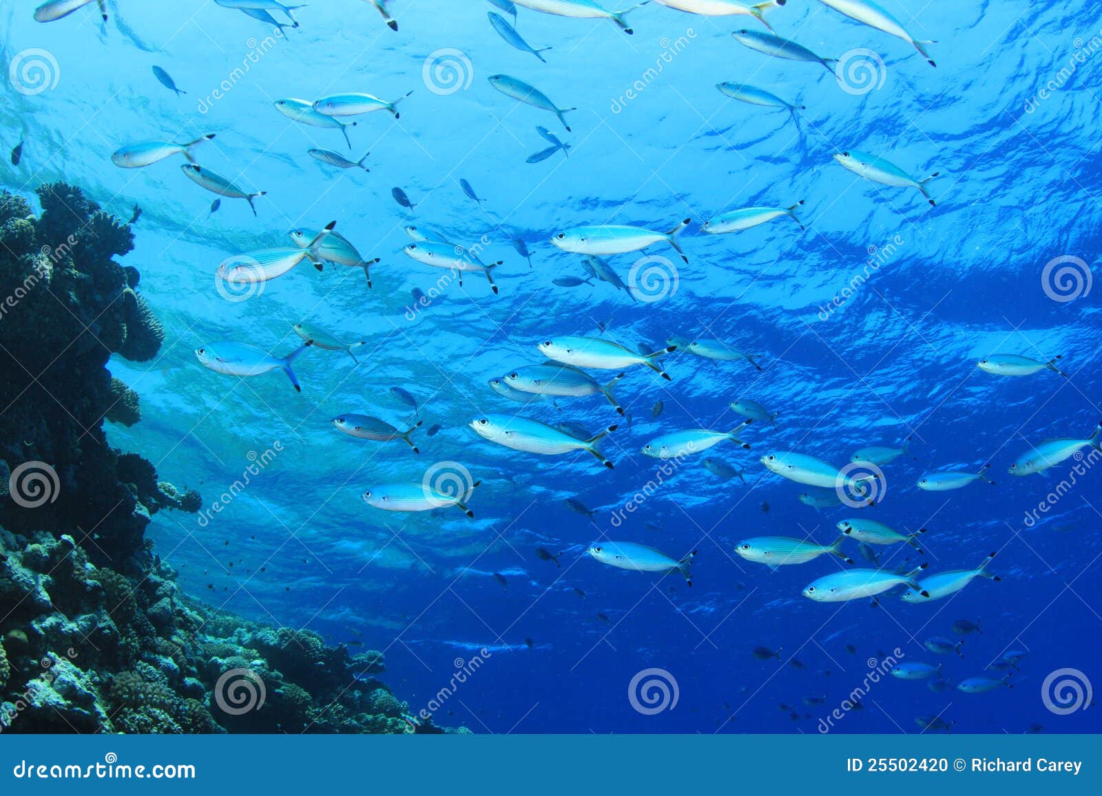 Fish on blue background stock photo. Image of aquarium - 25502420