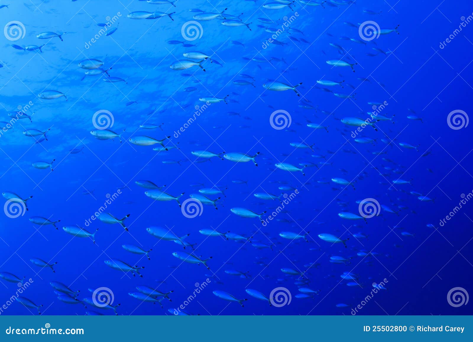 Fish on blue background stock photo. Image of coral, reef - 25502800