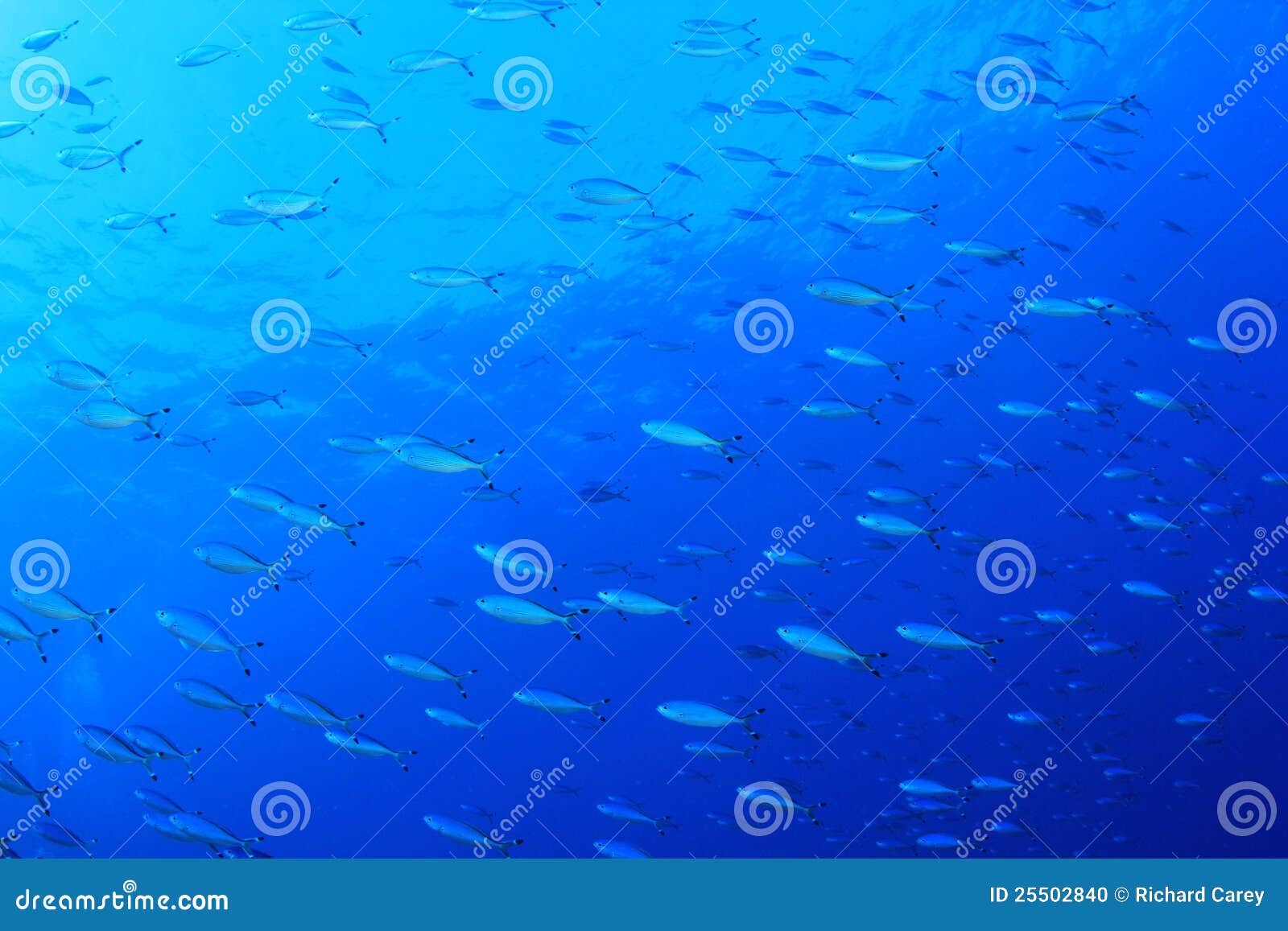 Fish on blue background stock photo. Image of animal - 25502840