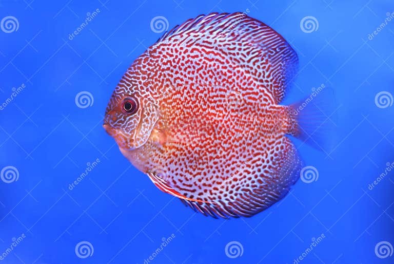Fish on blue background stock photo. Image of goalfish - 8785038