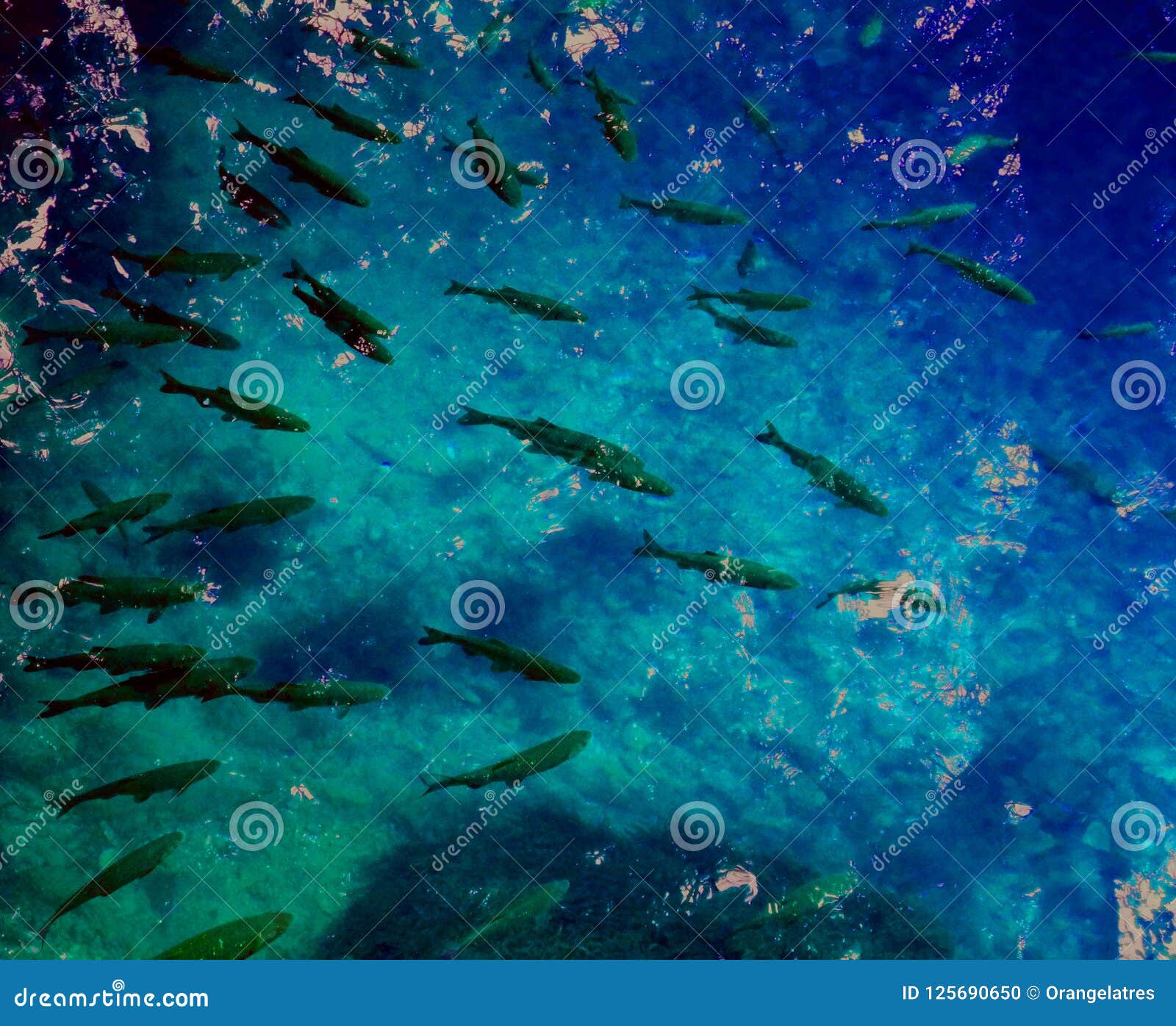 Fish in blue stock photo. Image of water, beautyful - 125690650