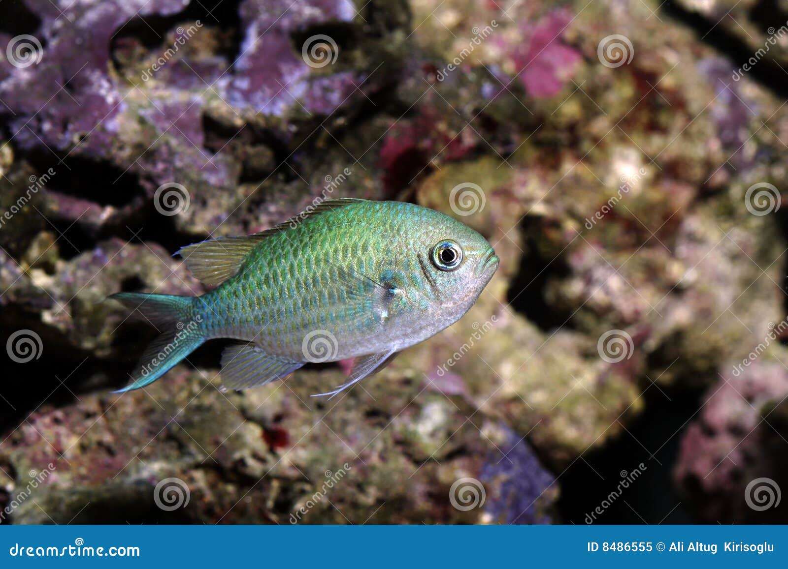 Fish, Blue Green Chromis - Chromis Viridis Stock Image - Image of ...