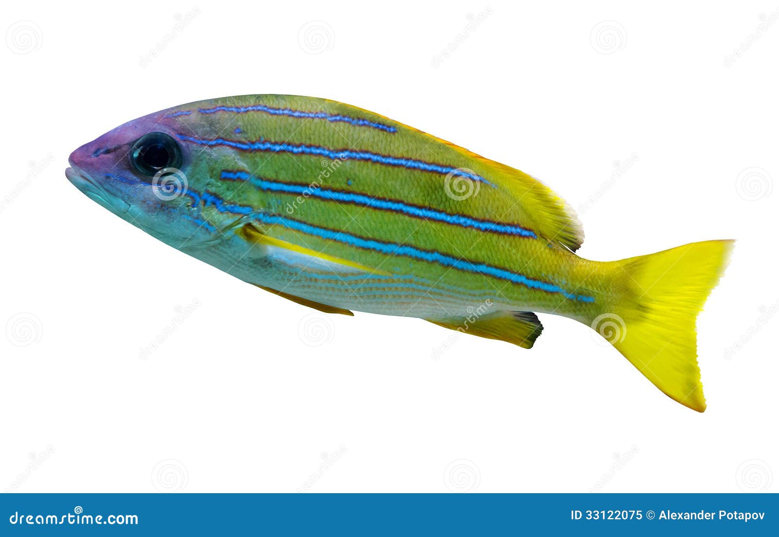 Fish with blue strips stock image. Image of fish, side - 33122075