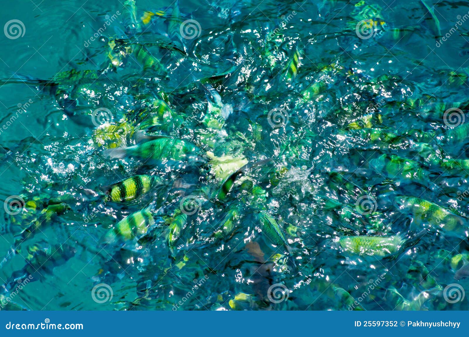 Fish in blue water stock photo. Image of feed, holiday - 25597352