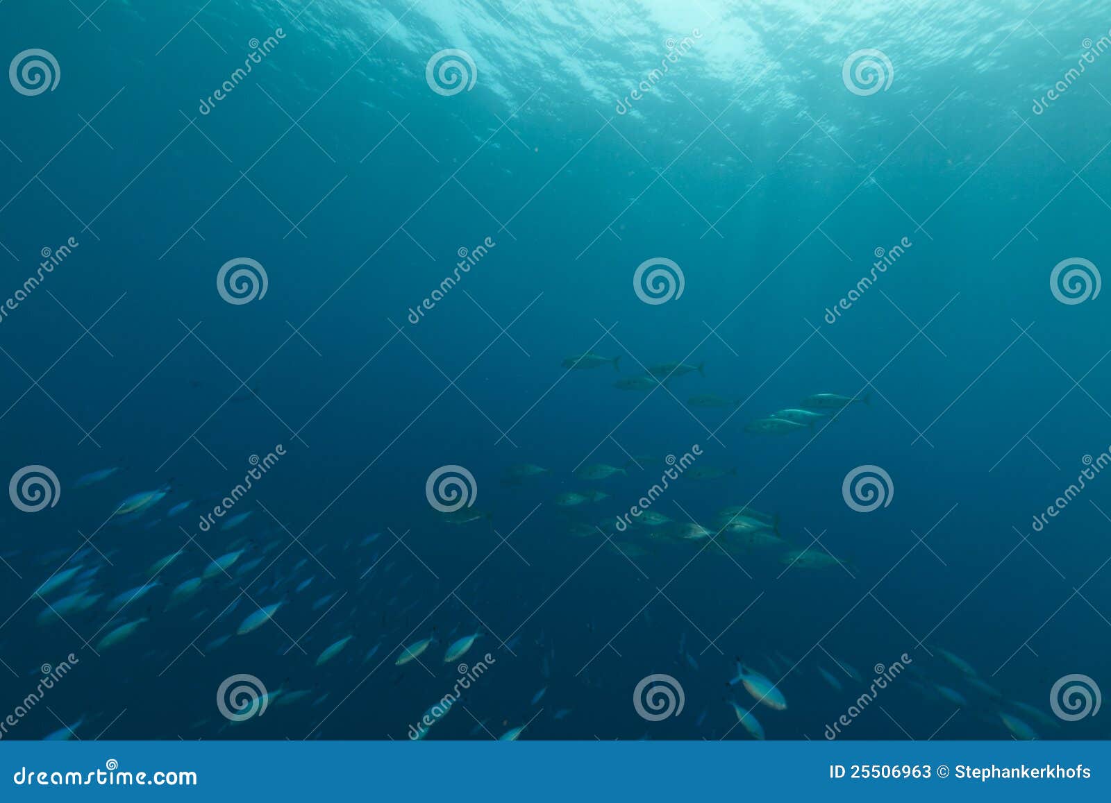 Fish and Blue Water in the Red Sea. Stock Image - Image of blue, sand ...
