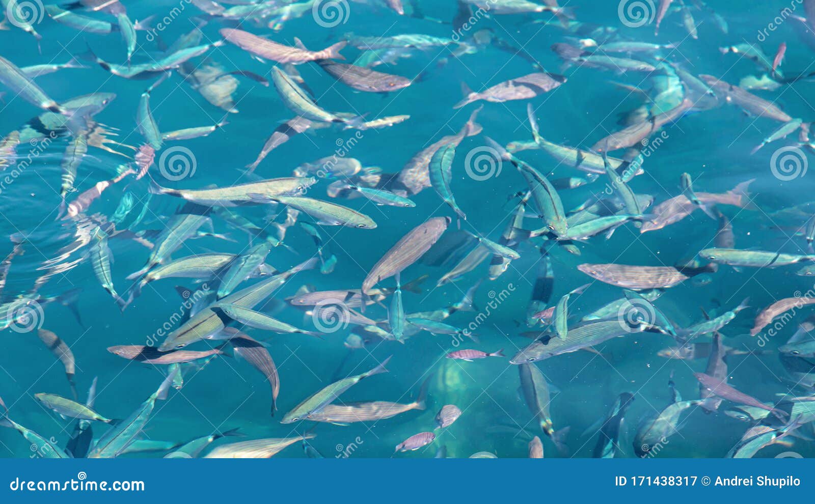 Fish in the Blue Water of the Sea As a Background Stock Image - Image ...