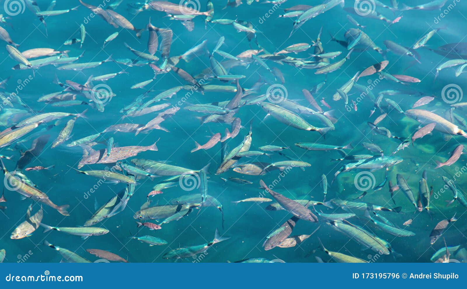 Fish in the Blue Water of the Sea As a Background Stock Photo - Image ...