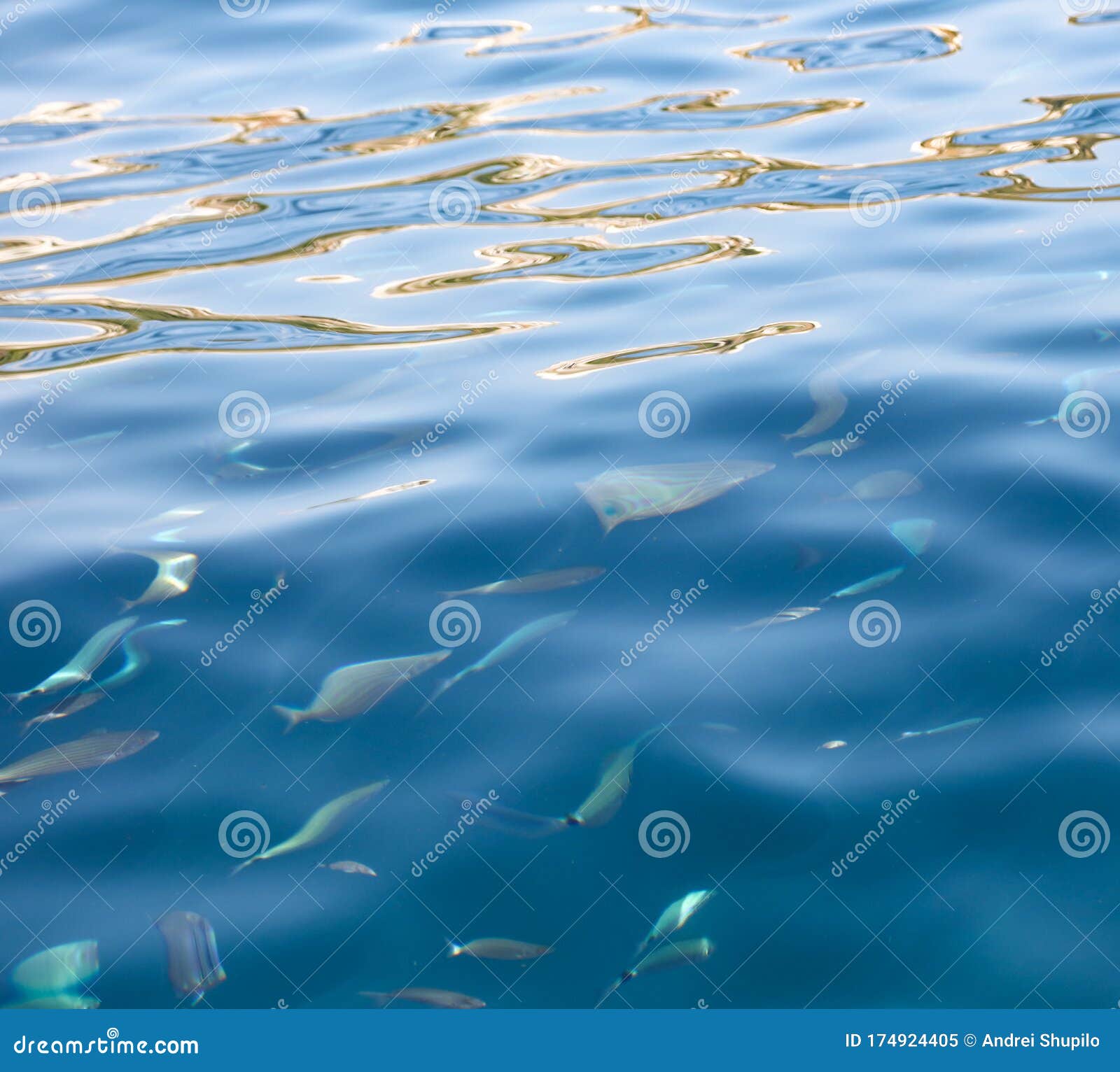 Fish in the Blue Water of the Sea As a Background Stock Image - Image ...