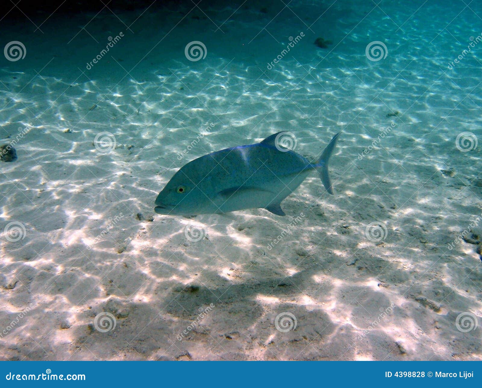 Fish : Bluefin trevally stock photo. Image of ocean, caranx - 4398828