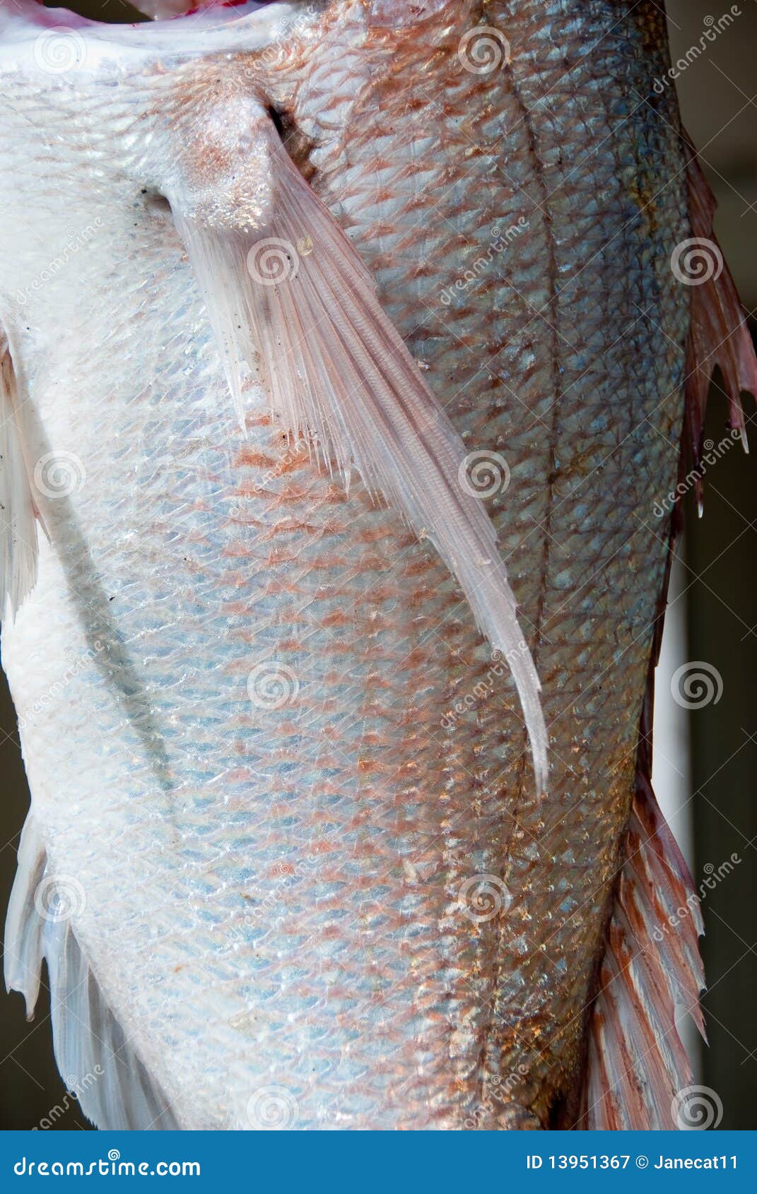 Fish body stock image. Image of scales, fresh, fins, pattern - 13951367