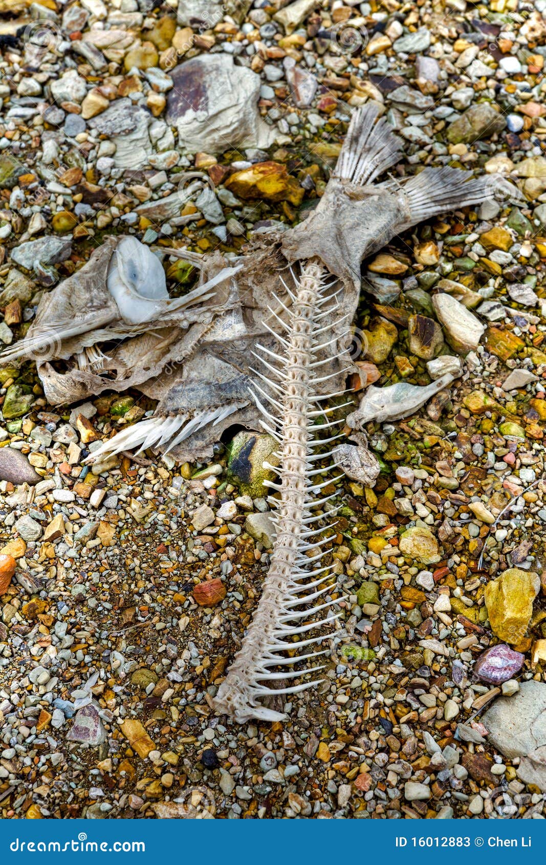 Fish bone stock image. Image of color, animals, tail - 16012883