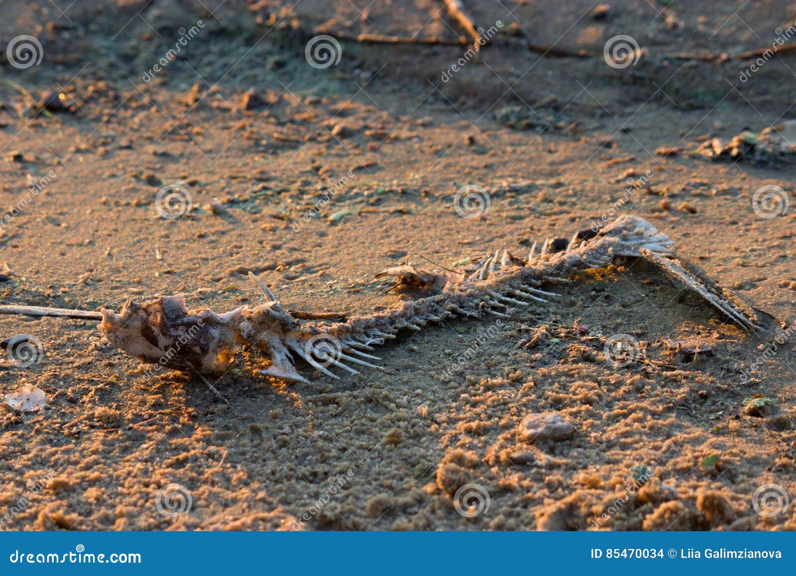 Fish bone on the beach stock photo. Image of environment - 85470034