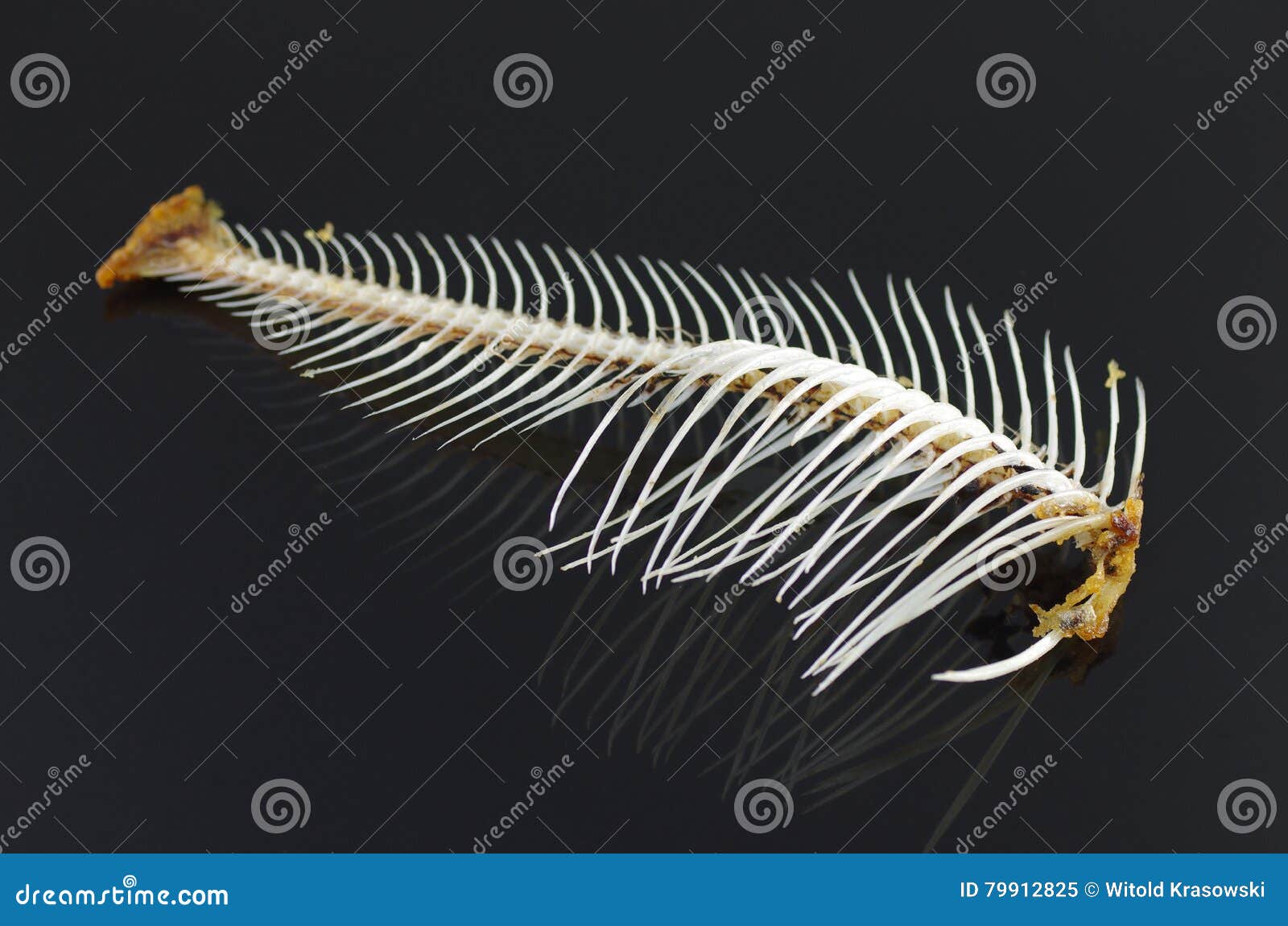 Fish Bone Stock Photo | CartoonDealer.com #27175140