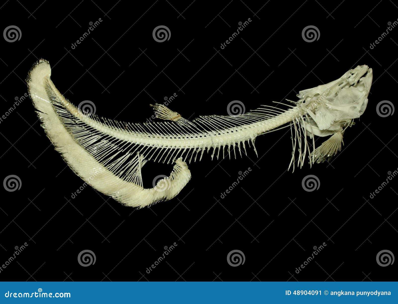 Fish Bone of Chao Phraya Giant Catfish Stock Image - Image of chao ...
