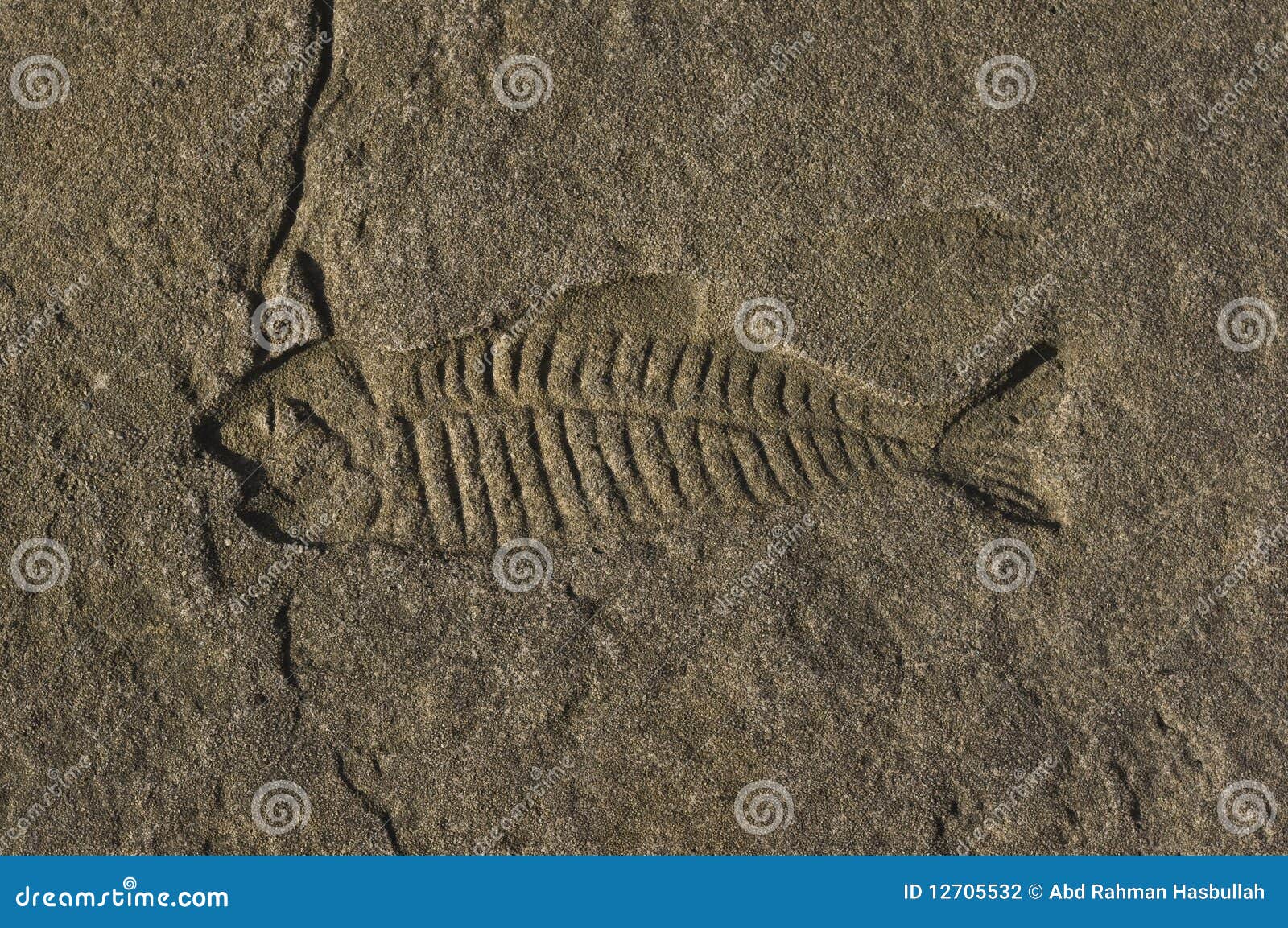 Fish with Bone on Concrete Imprint Stock Photo - Image of textured ...