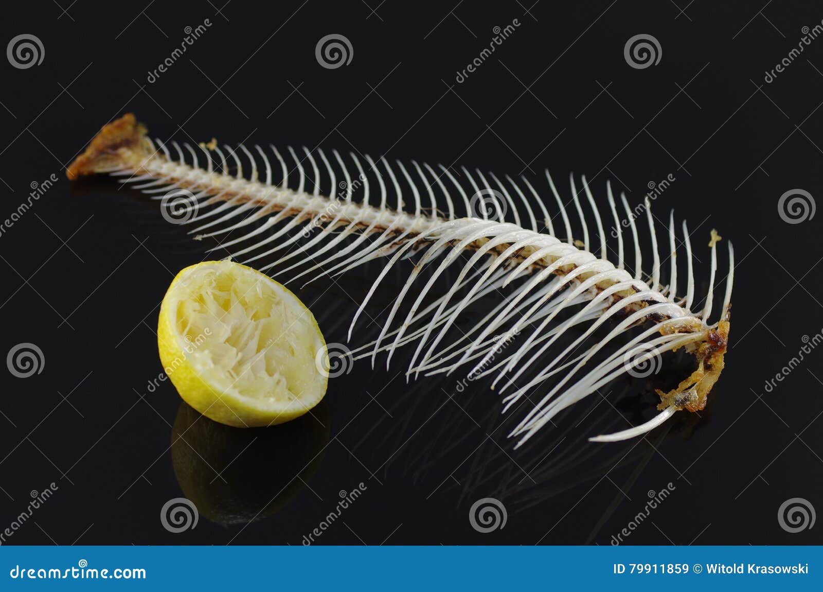 Fish bone stock image. Image of skeleton, spine, animal - 79911859