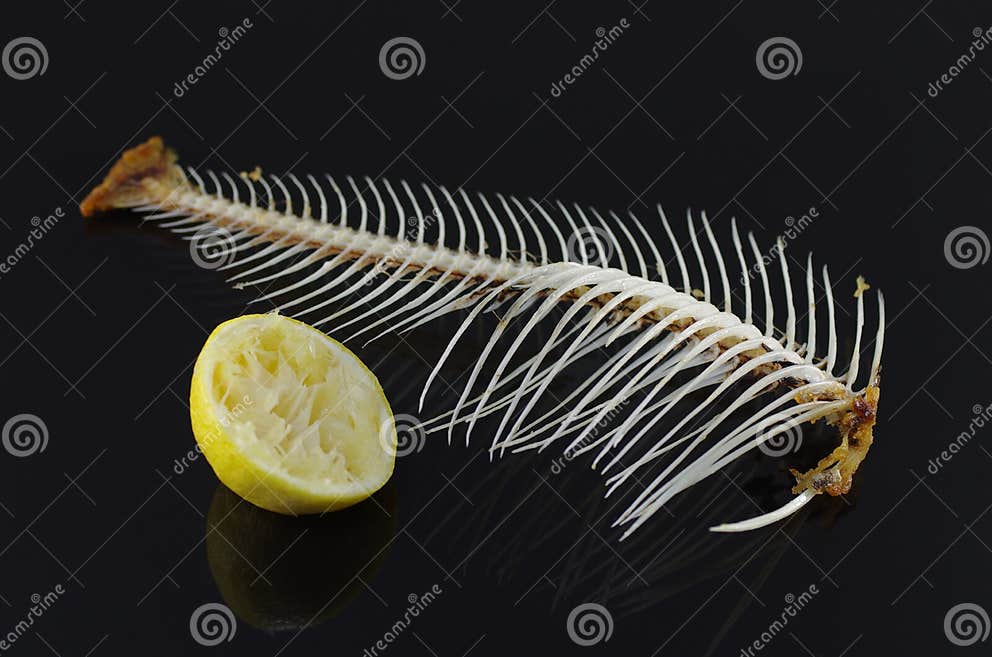Fish bone stock image. Image of skeleton, spine, animal - 79911859