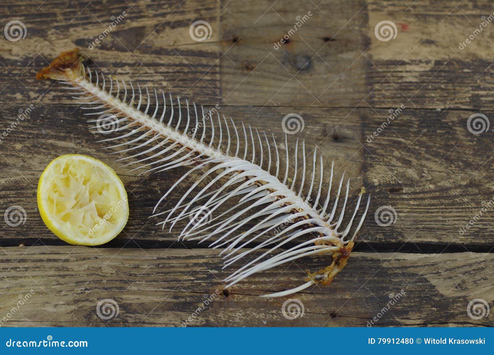 Fish bone stock photo. Image of fishbone, animal, backbone - 79912480