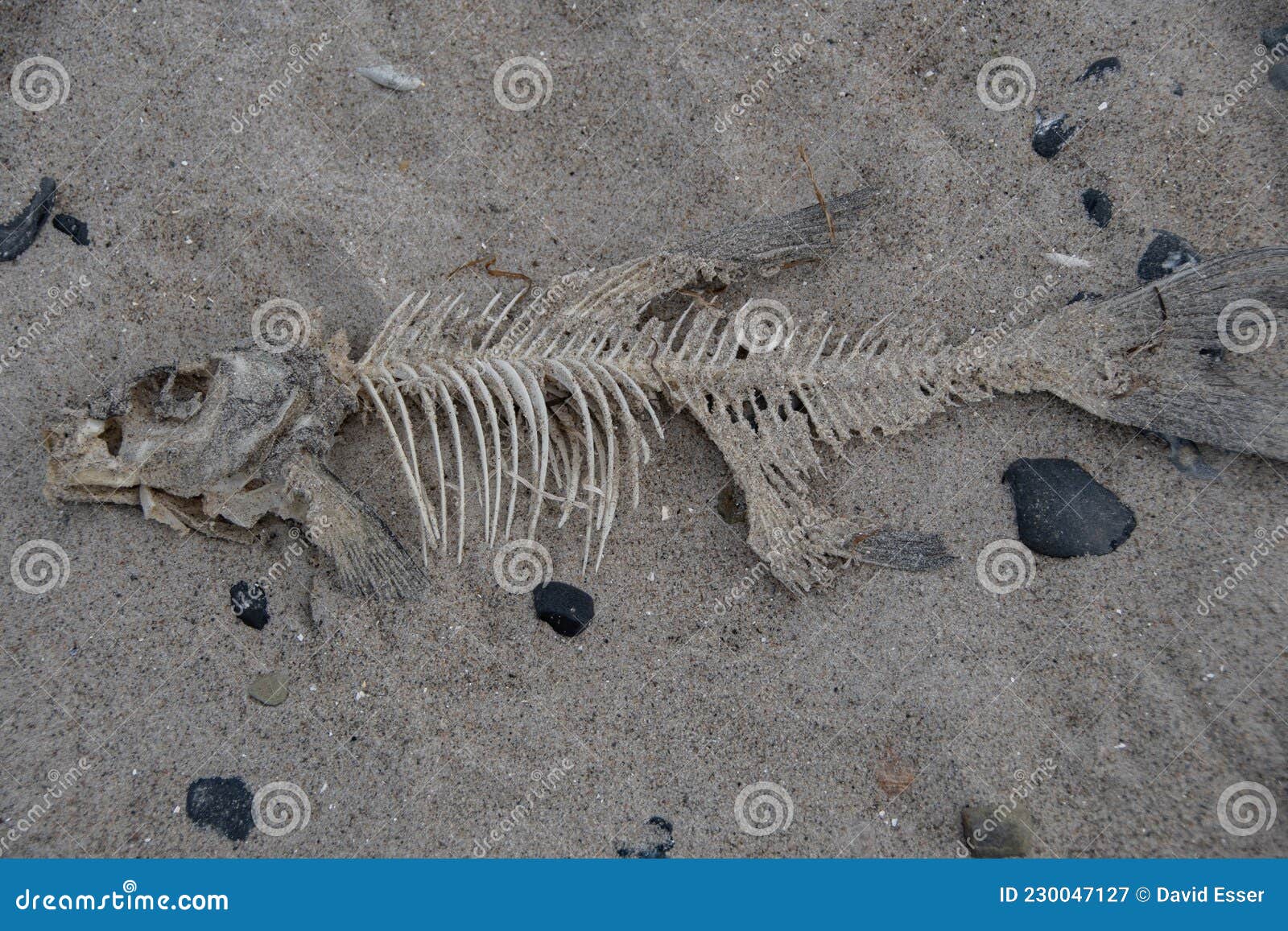 A Fish Bone Washed Up on the Beach of the Baltic Sea Stock Image ...