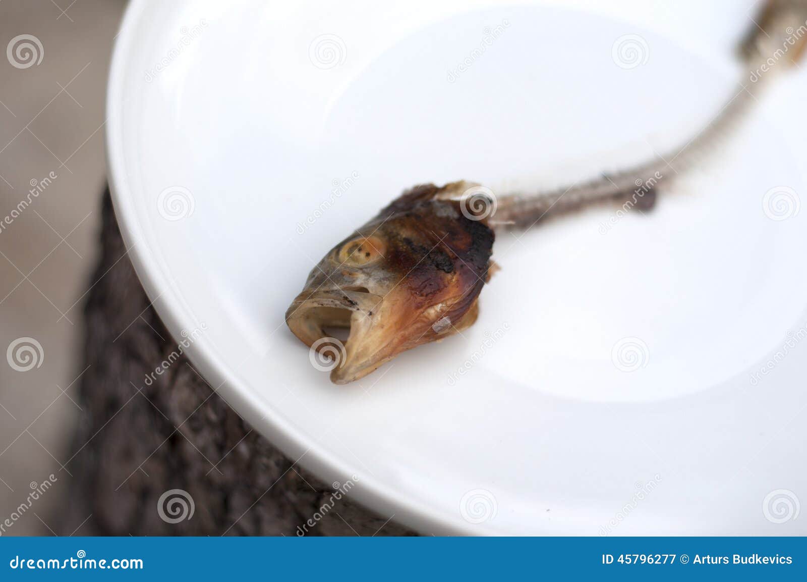 Fish bone stock image. Image of animal, plate, fish, starvation - 45796277
