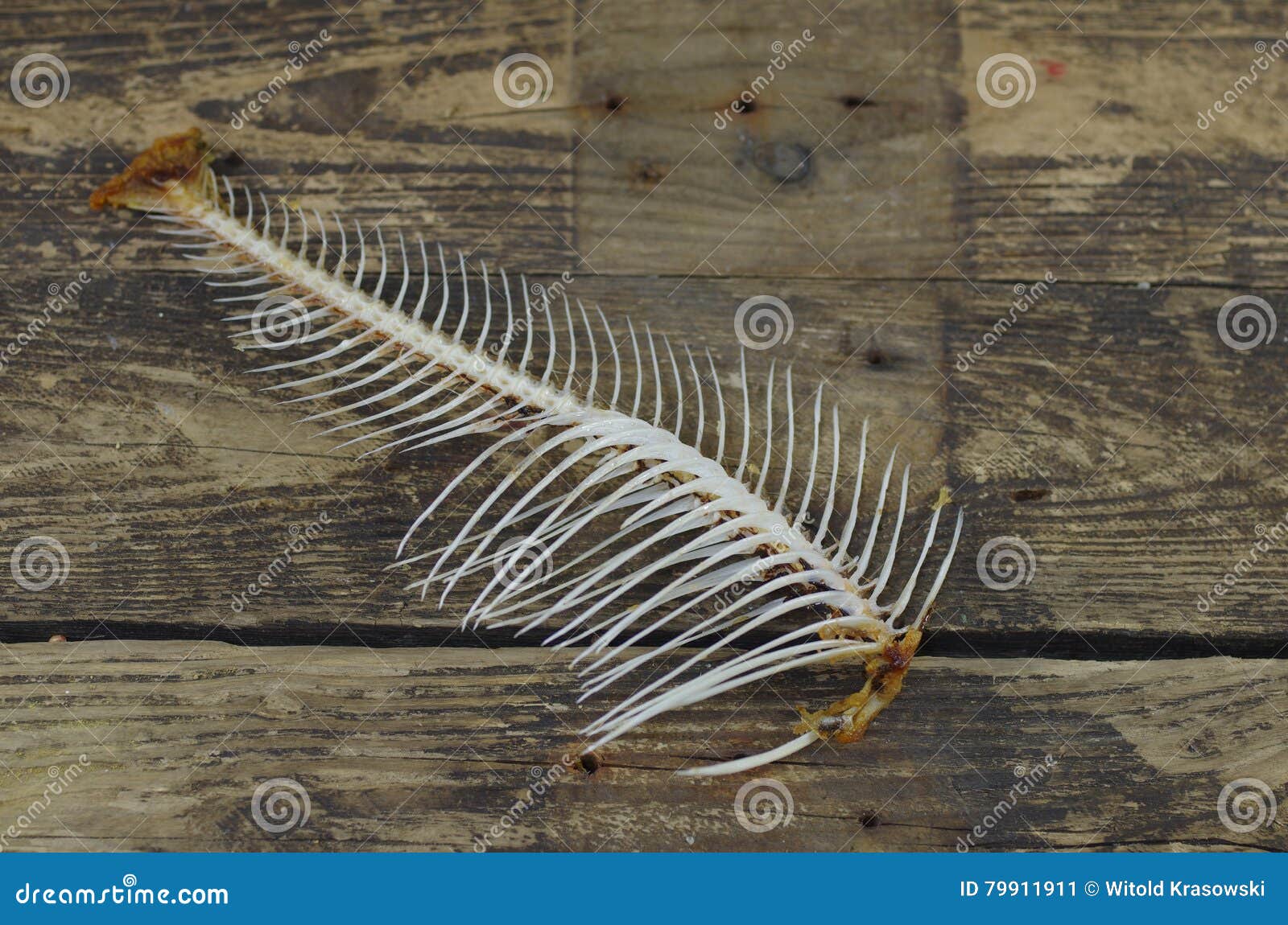 Fish bone stock image. Image of skeleton, animal, fishbone - 79911911