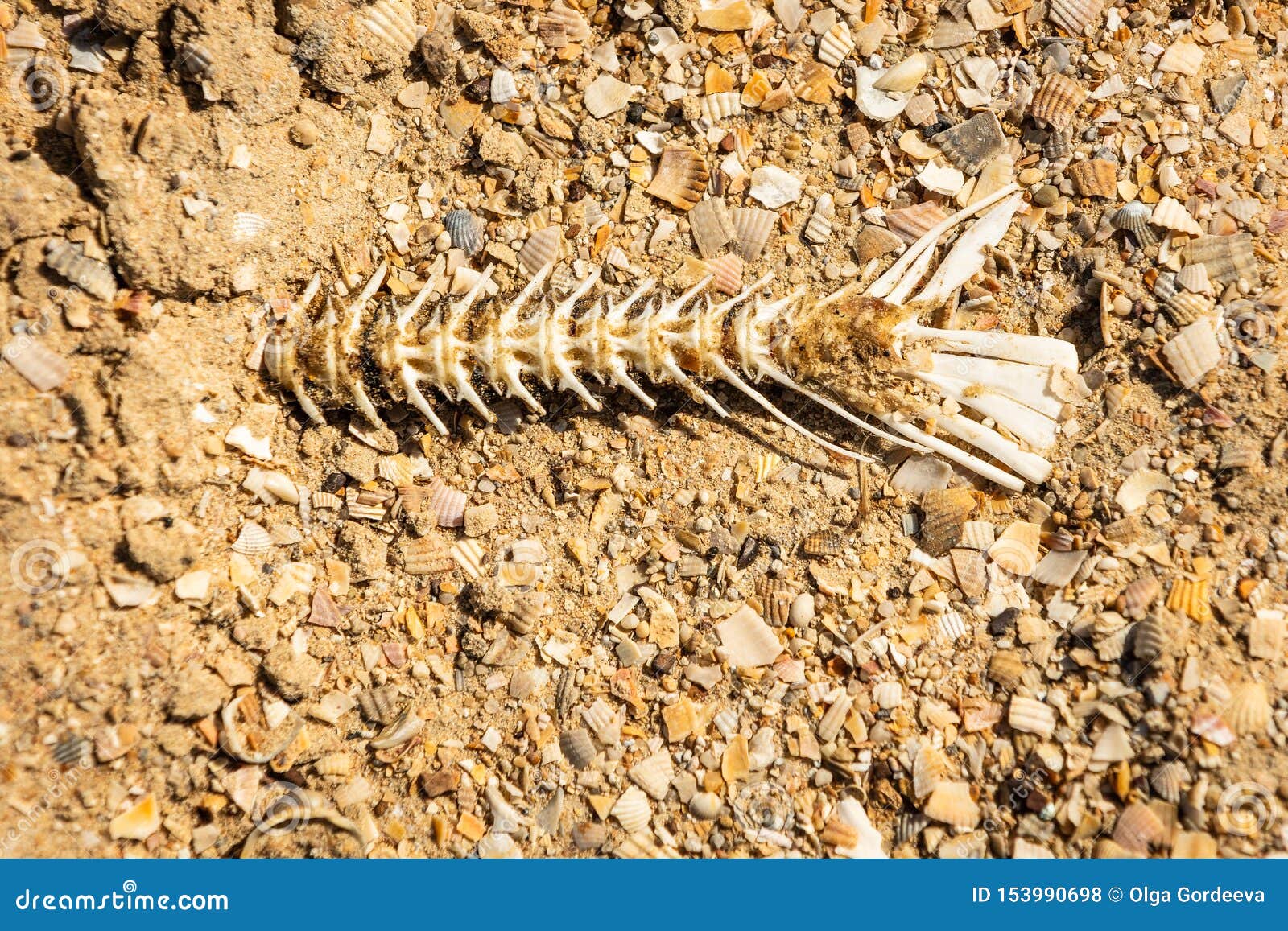 Fish Bones on the Beach,drought, Dead Fish Stock Photo - Image of ...