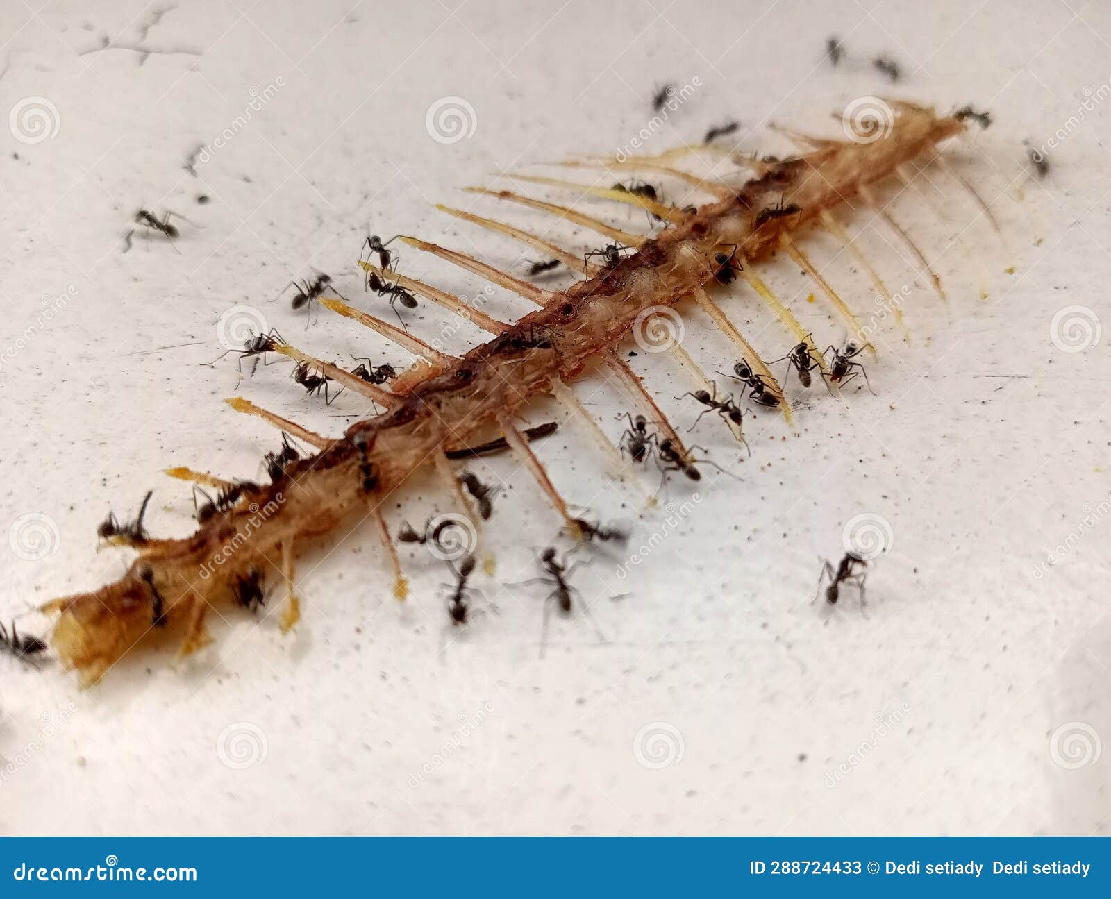 Fish Bones Filled with Black Ants Isolated at Micro Angle Stock Image ...