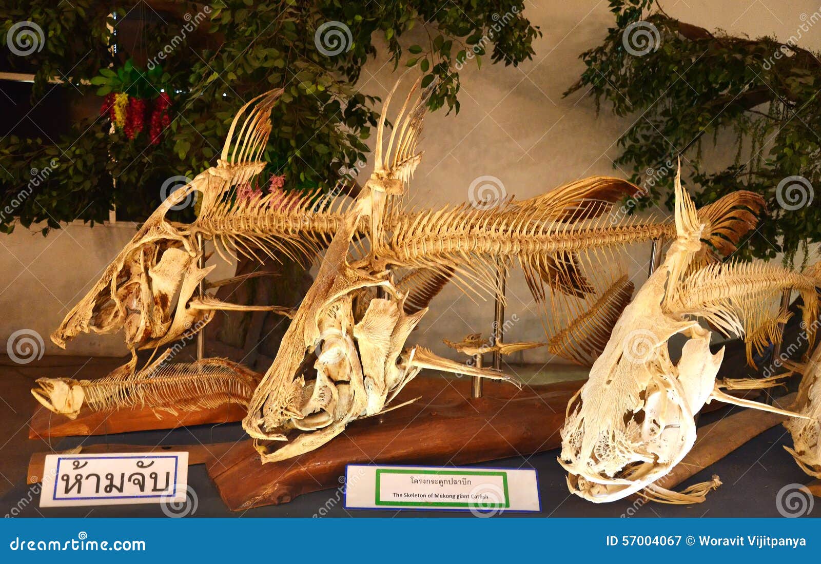 Fish bones stock image. Image of macro, artefact, fossil - 57004067