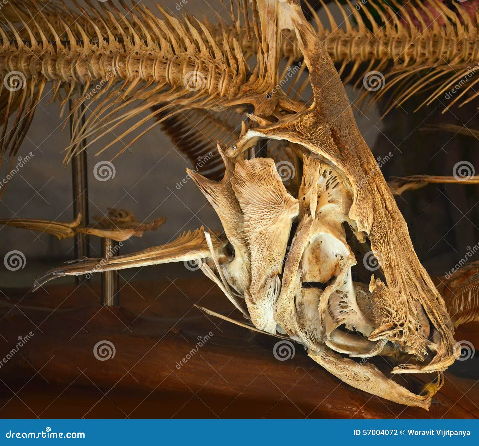 Fish bones stock photo. Image of details, geologic, copyspace - 57004072