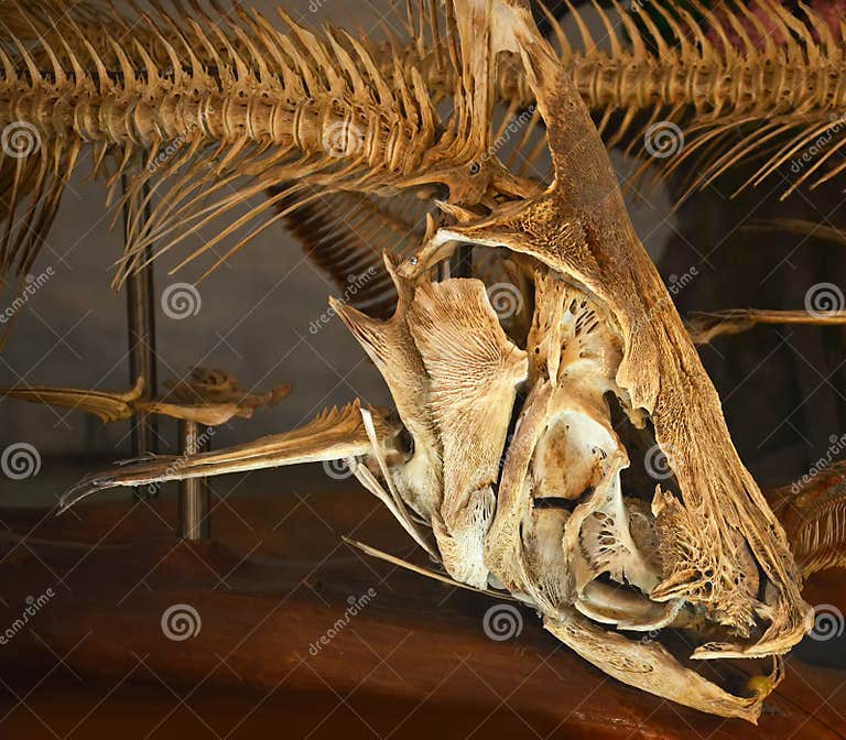 Fish bones stock photo. Image of details, geologic, copyspace - 57004072
