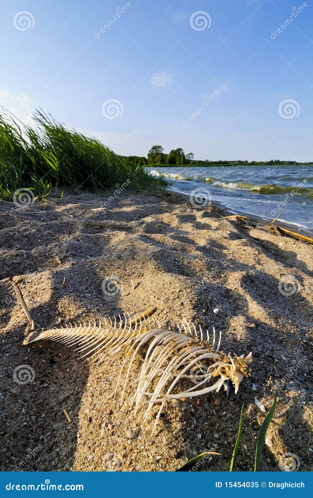 Fish bones on sand beach stock image. Image of dinner - 15454035