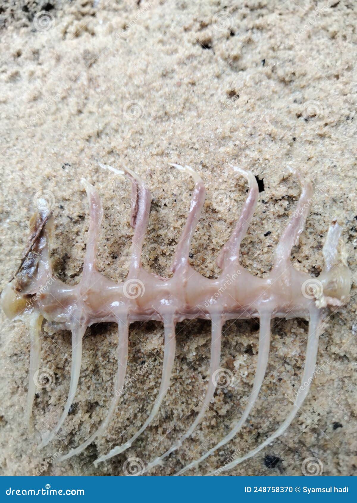Fish bones on a sandy soil stock photo. Image of insect - 248758370