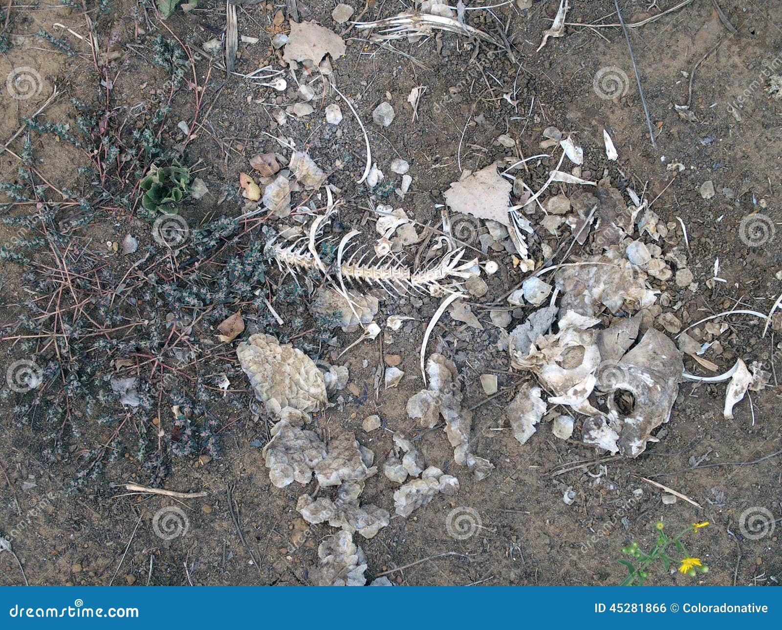 Fish Bones stock photo. Image of texas, scattered, drained - 45281866