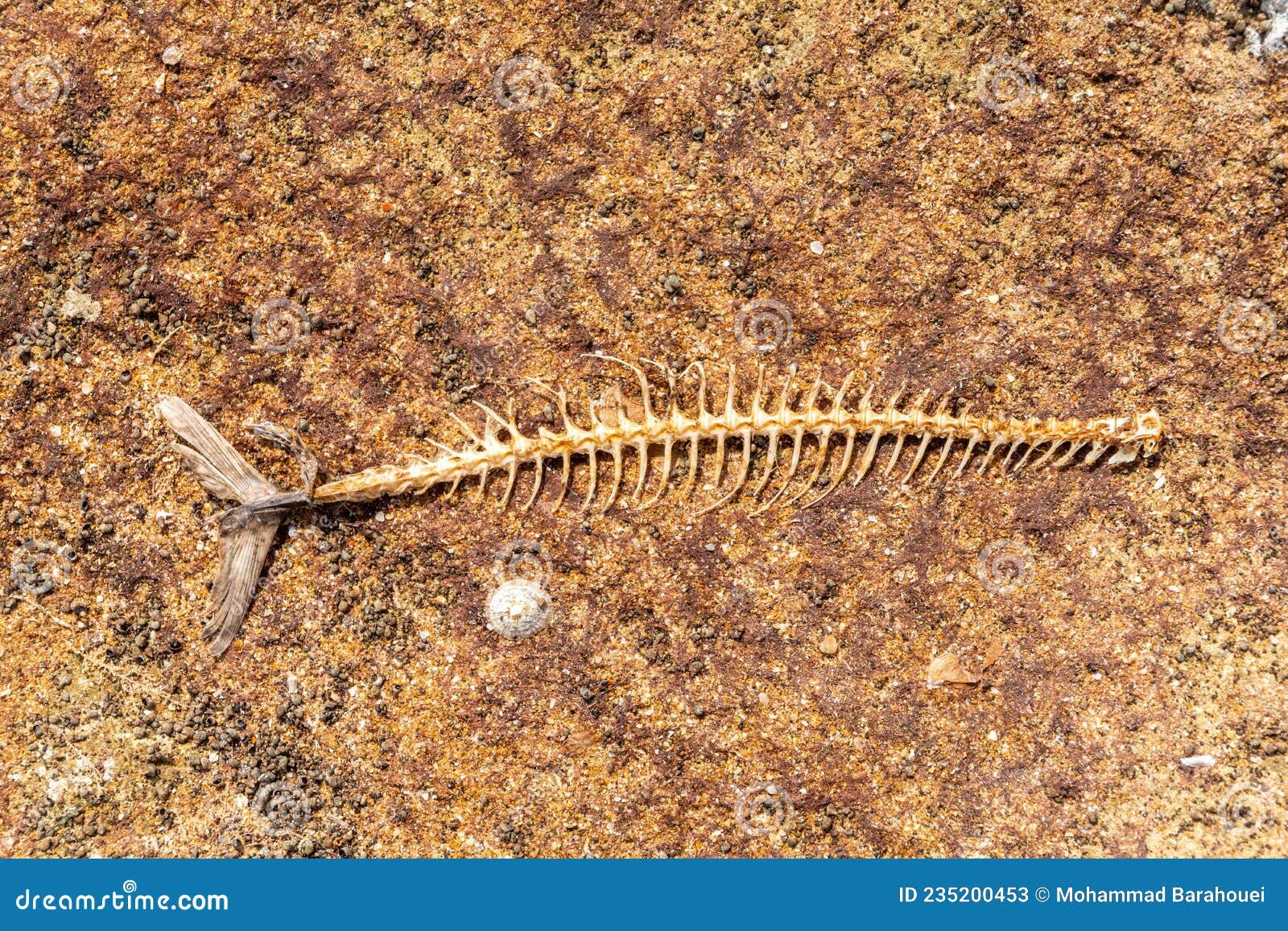 Fish Bones or Skeleton on the Beach Stock Image - Image of outdoors ...