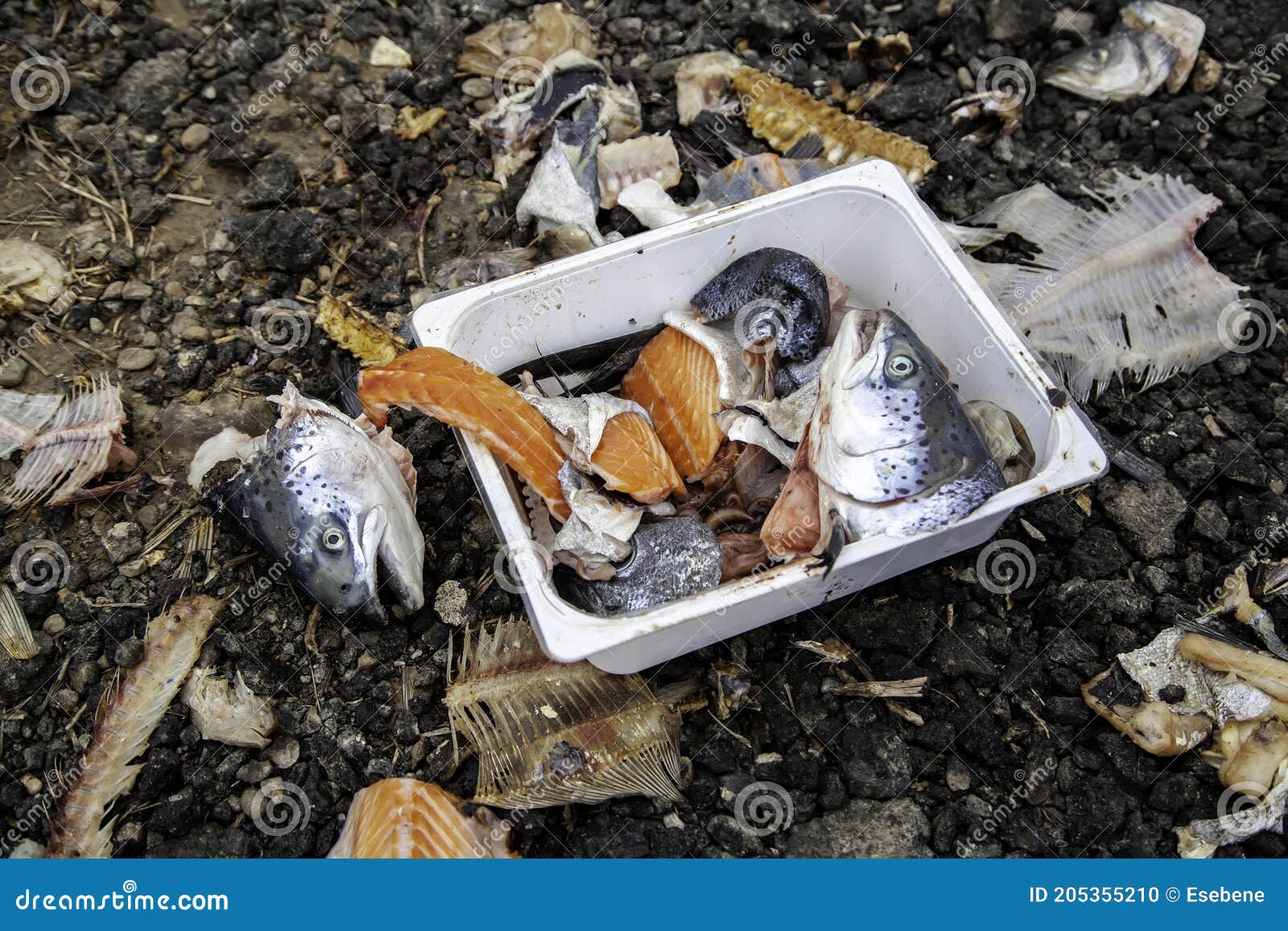 Fish bones in the trash stock photo. Image of dead, dish - 205355210