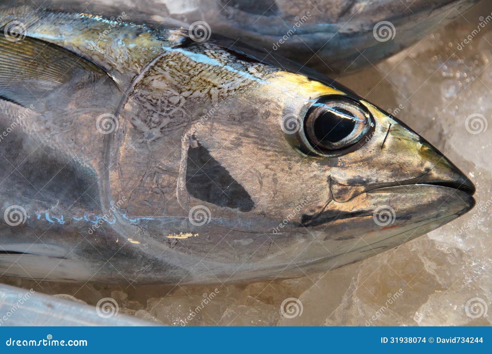 Fish stock photo. Image of mediterranean, path, head - 31938074