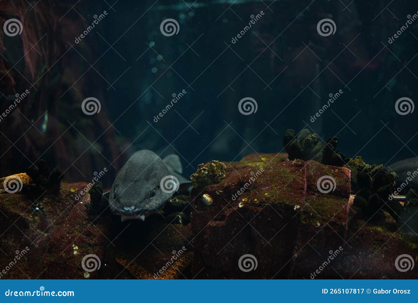 Fish Laying at the Bottom on a Rock Stock Image - Image of look ...